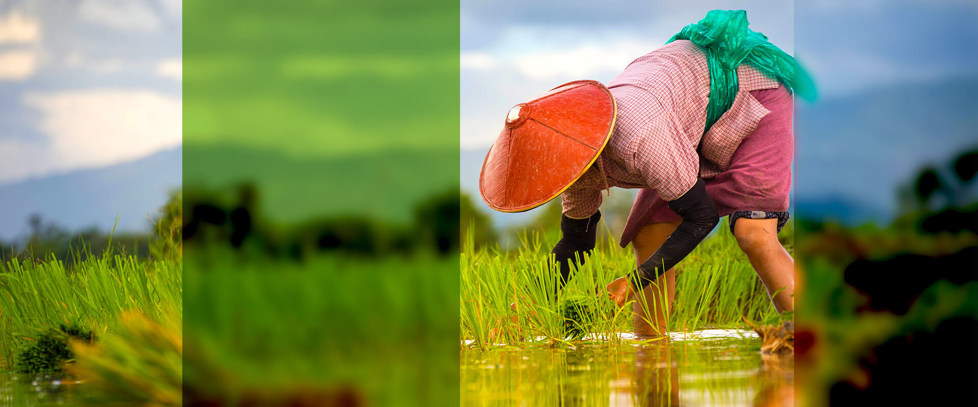 CAS – Agricultural Science